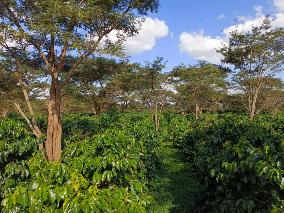 PROFLIGHT ZAMBIA CHAMPIONS RESPONSIBLE TOURISM WITH KASAMA COFFEE ...
